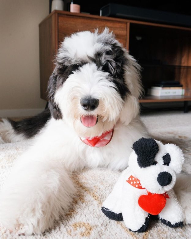 Sheepadoodle: Old English Sheepdog & Poodle - The Dogman