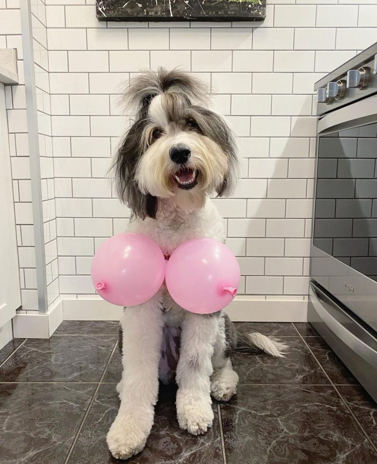 Sheepadoodle: Old English Sheepdog & Poodle - The Dogman