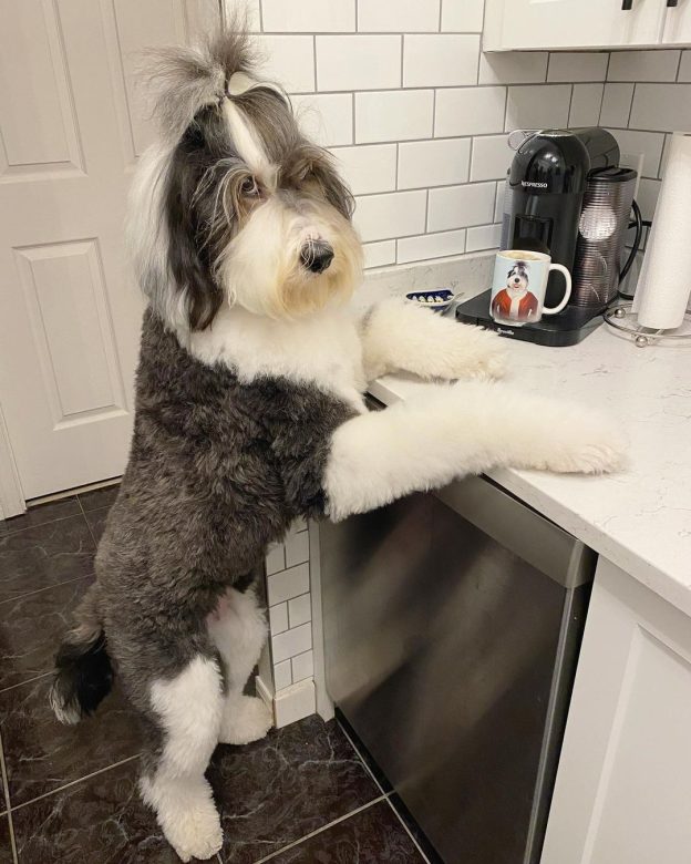 Sheepadoodle: Old English Sheepdog & Poodle - The Dogman
