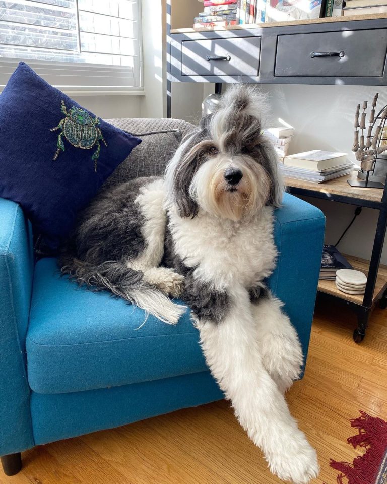 Sheepadoodle: Old English Sheepdog & Poodle - The Dogman