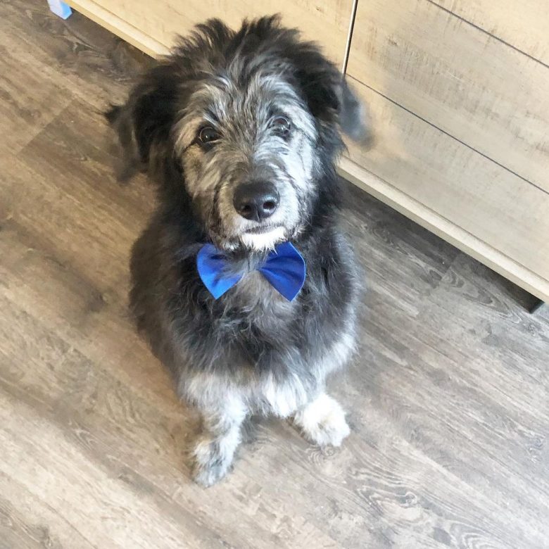 Shepadoodle: German Shepherd & Standard Poodle - The Dogman