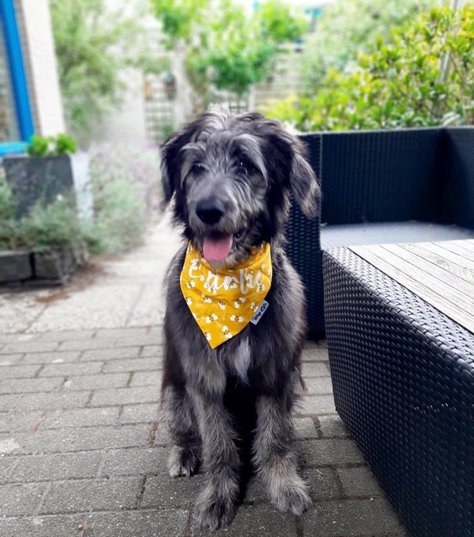 Shepadoodle: German Shepherd & Standard Poodle - The Dogman