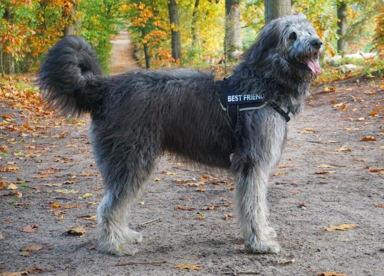 Shepadoodle: German Shepherd & Standard Poodle - The Dogman