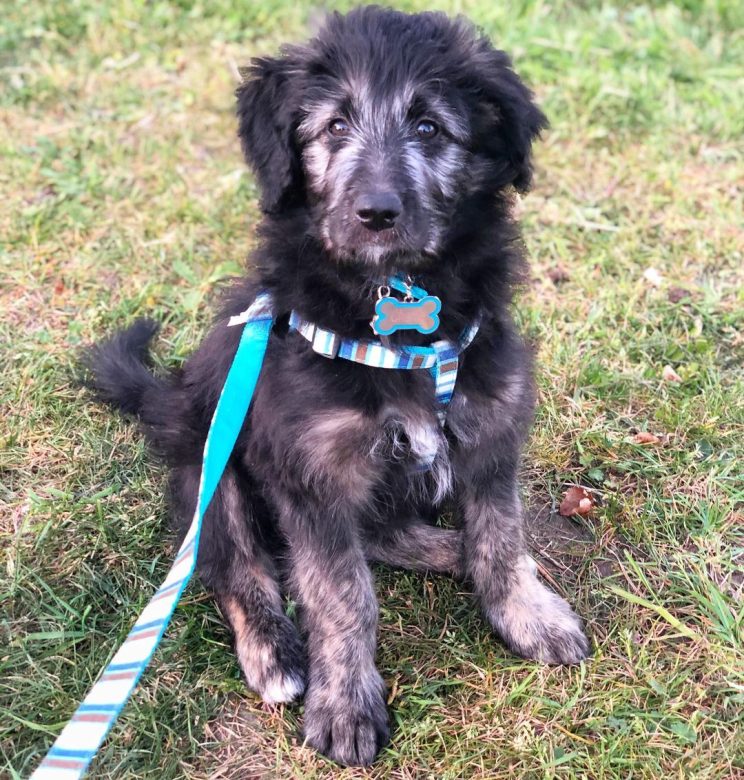 Shepadoodle: German Shepherd & Standard Poodle - The Dogman