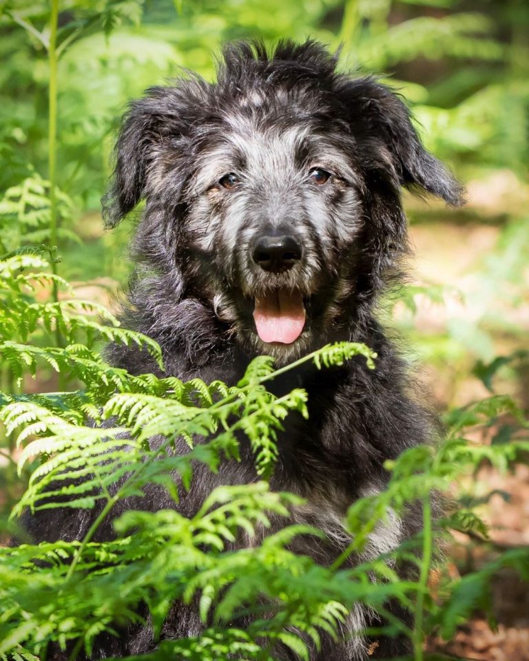 Shepadoodle: German Shepherd & Standard Poodle - The Dogman