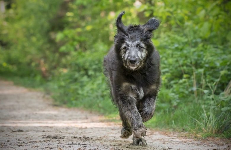 Shepadoodle: German Shepherd & Standard Poodle - The Dogman