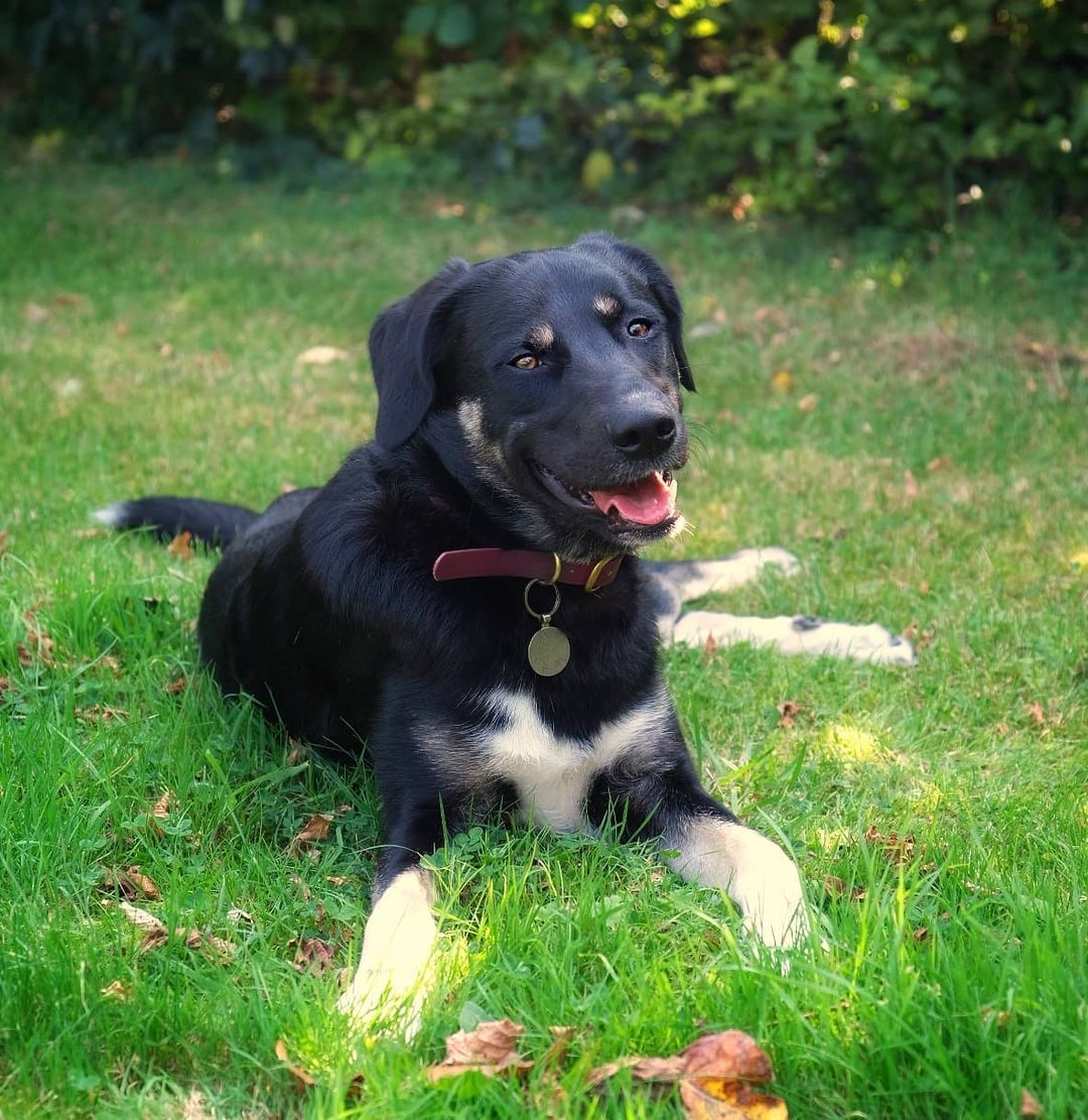 Shollie: German Shepherd Dog & Border Collie dog - The Dogman