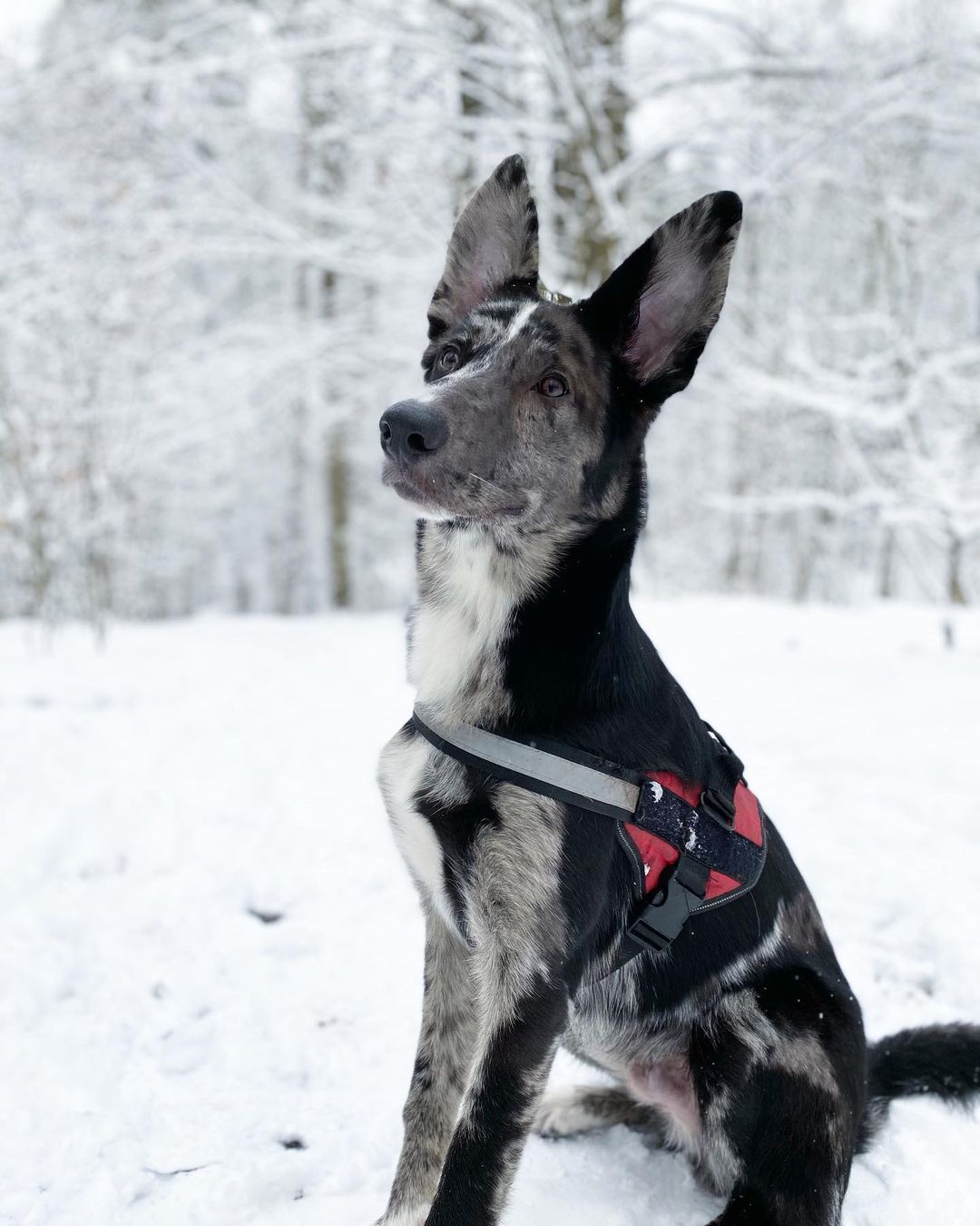 Shollie: German Shepherd Dog & Border Collie dog - The Dogman