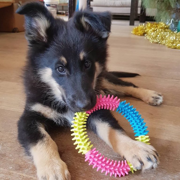 Shollie: German Shepherd Dog & Border Collie dog - The Dogman