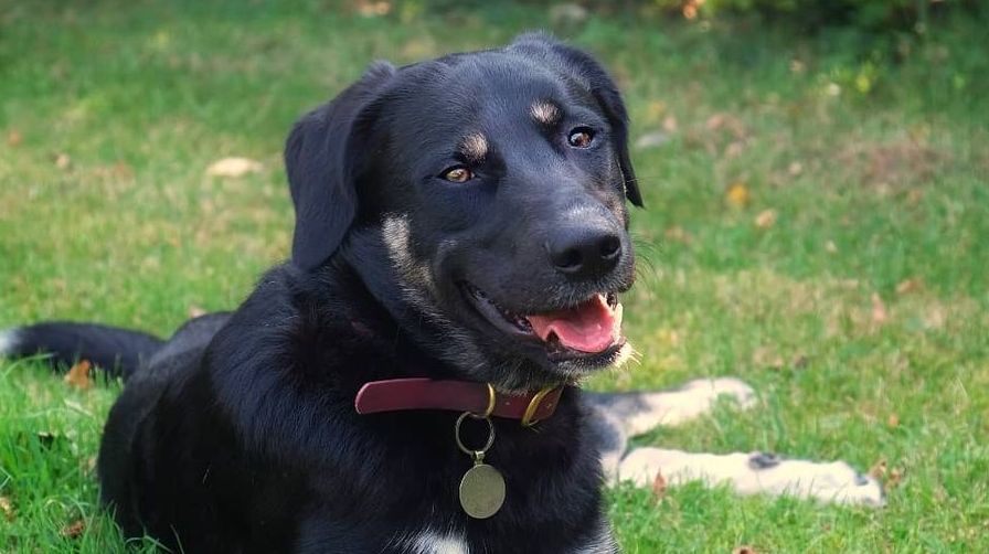 Shollie: German Shepherd Dog & Border Collie dog - The Dogman