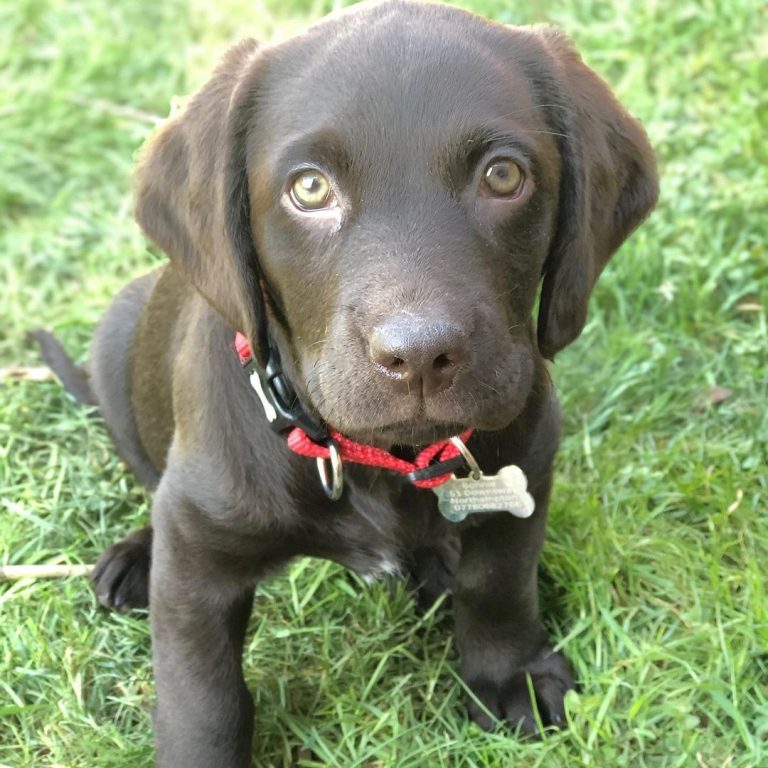 Springador: Springer Spaniel & Labrador Retriever - The Dogman