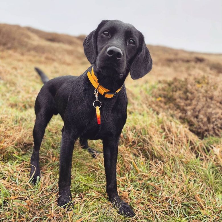 Springador: Springer Spaniel & Labrador Retriever - The Dogman