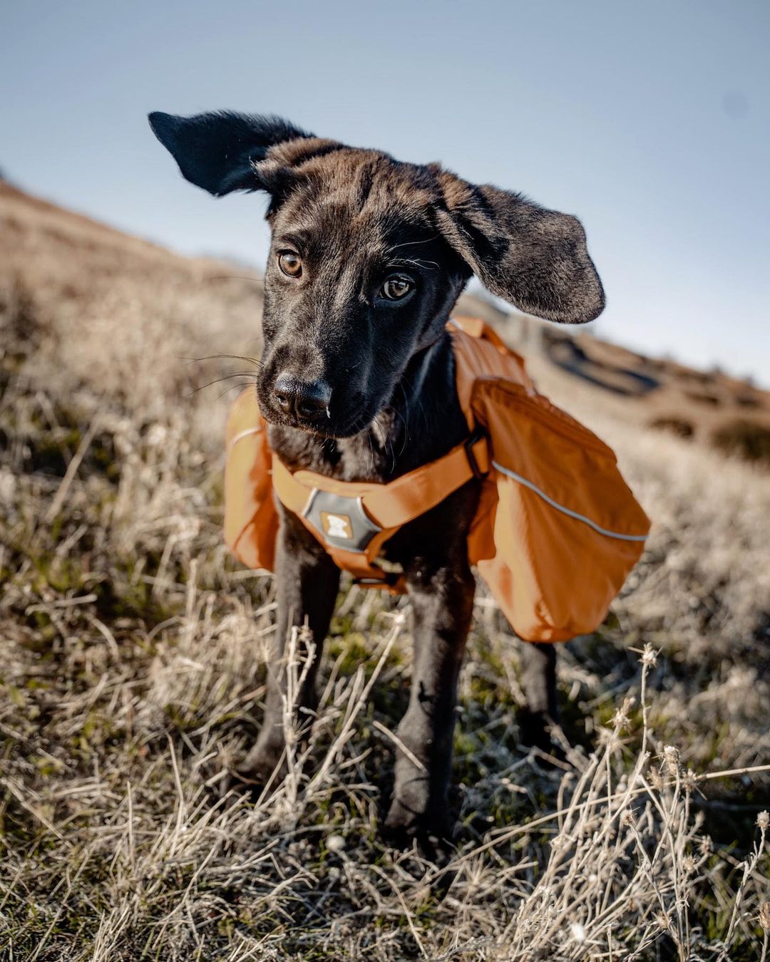 Springador: Springer Spaniel & Labrador Retriever - The Dogman