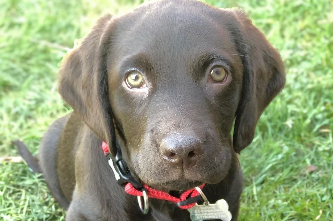 Springador: Springer Spaniel & Labrador Retriever - The Dogman