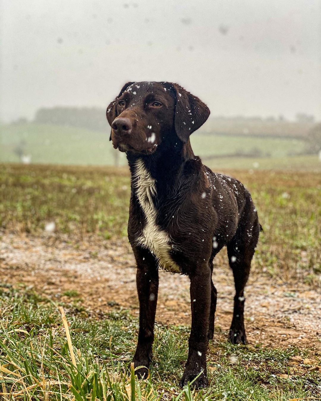 Springador: Springer Spaniel & Labrador Retriever - The Dogman