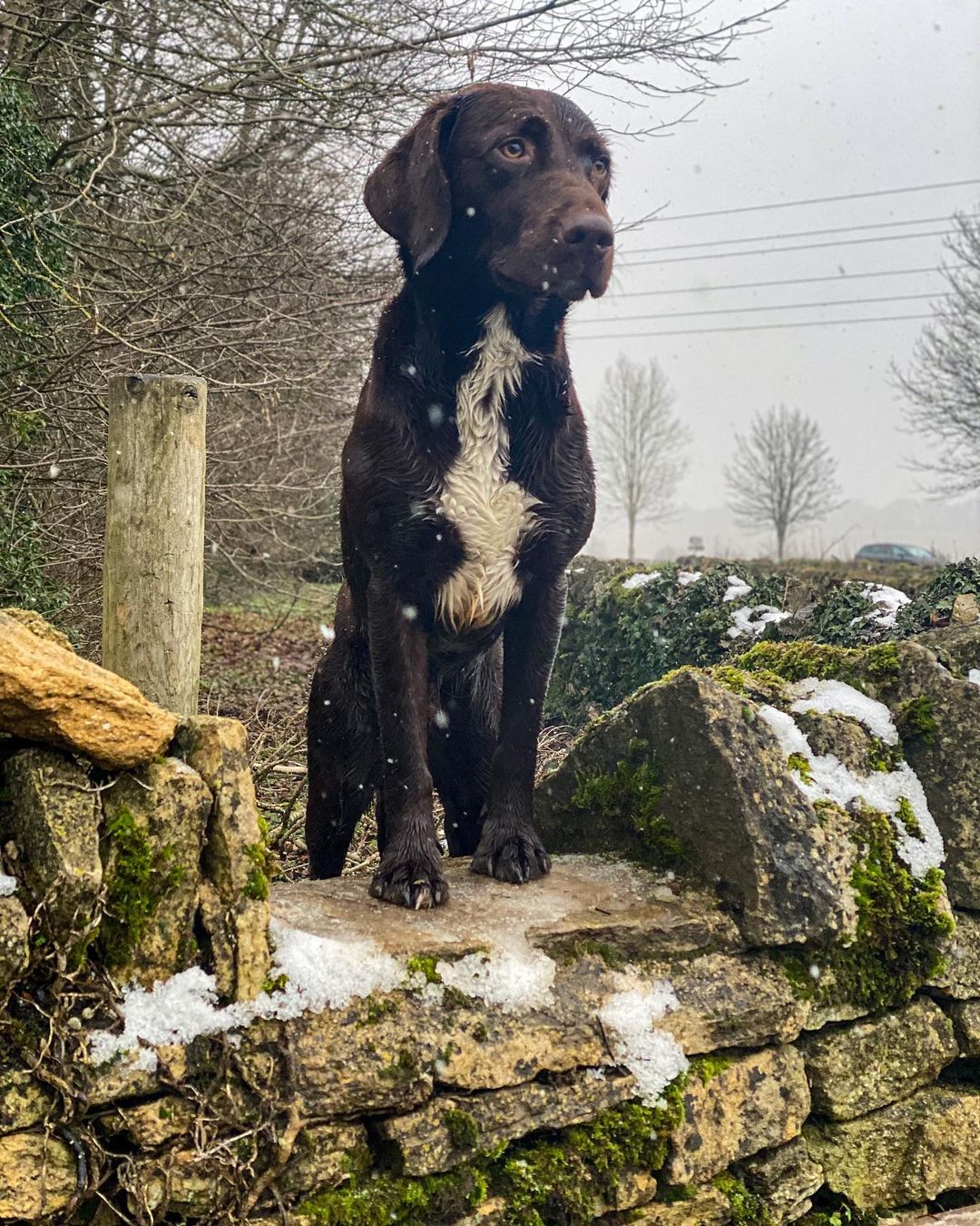 Springador: Springer Spaniel & Labrador Retriever - The Dogman