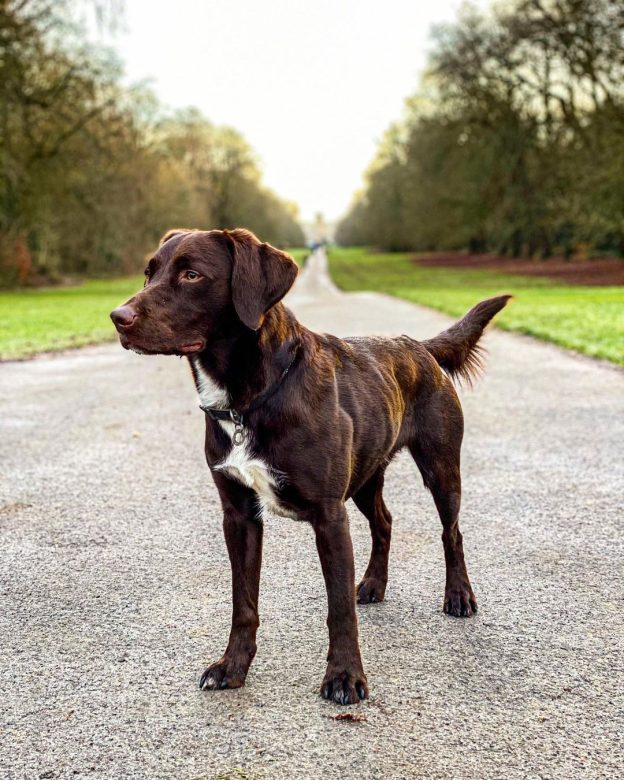 Springador: Springer Spaniel & Labrador Retriever - The Dogman