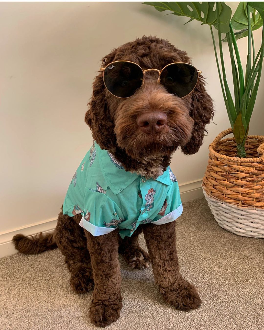 Springerdoodle: Springer Spaniel & Poodle. - The Dogman