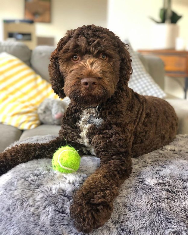 Springerdoodle: Springer Spaniel & Poodle. - The Dogman