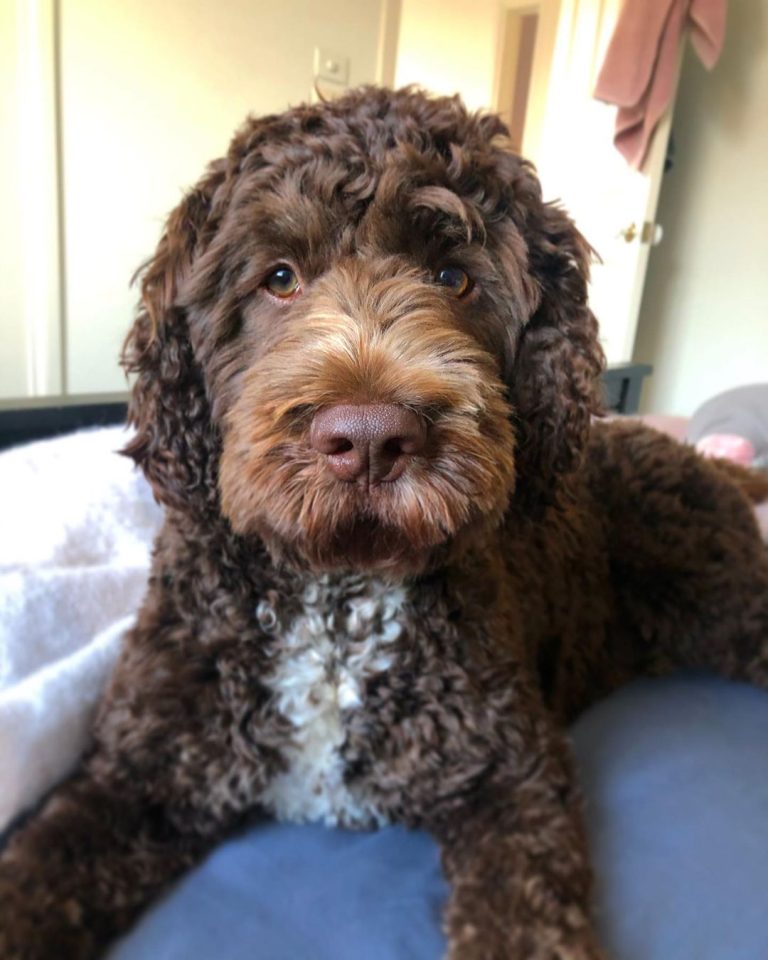 Springerdoodle: Springer Spaniel & Poodle. - The Dogman