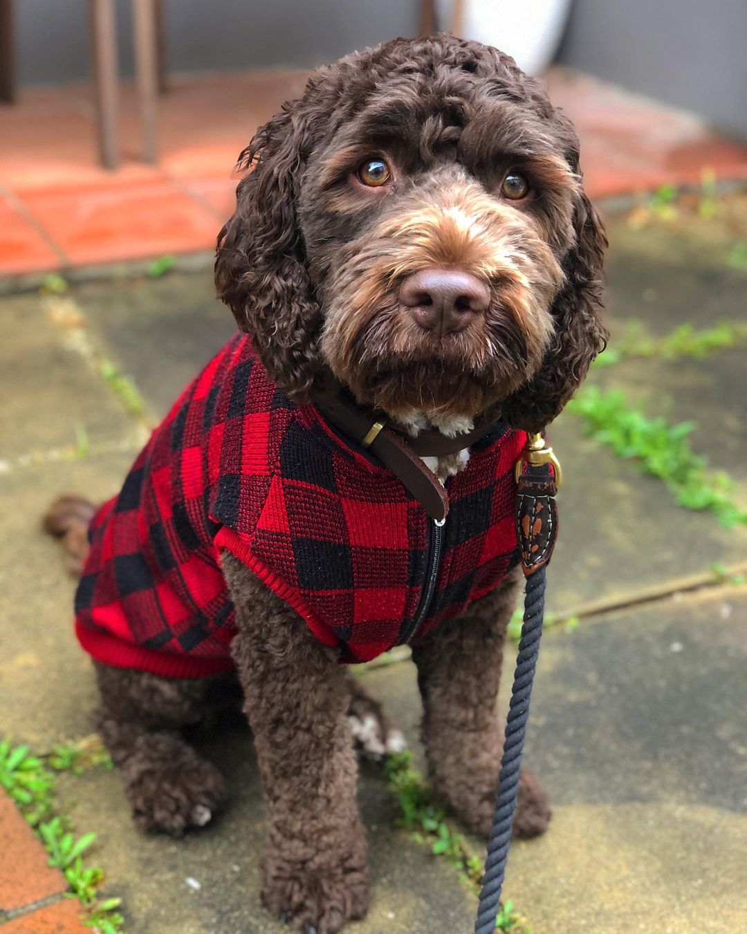 Springerdoodle: Springer Spaniel & Poodle. | The Dogman