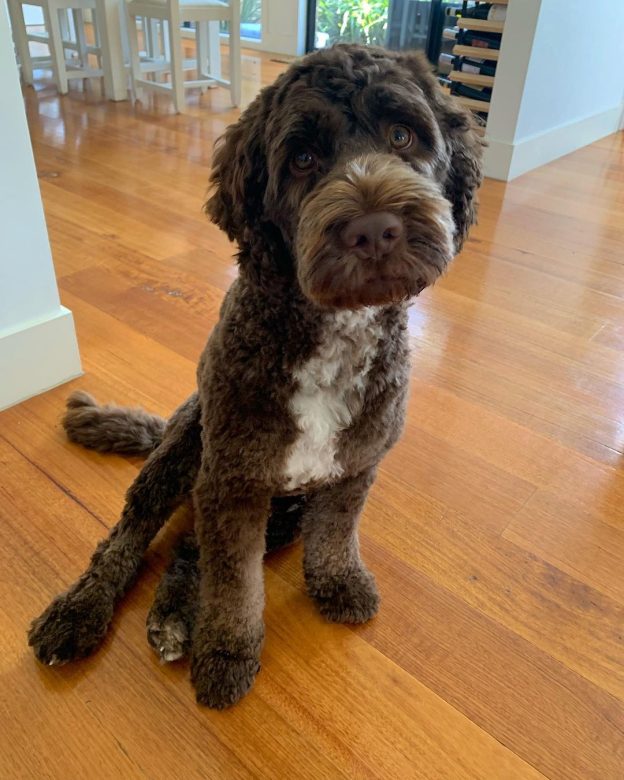 Springerdoodle: Springer Spaniel & Poodle. - The Dogman