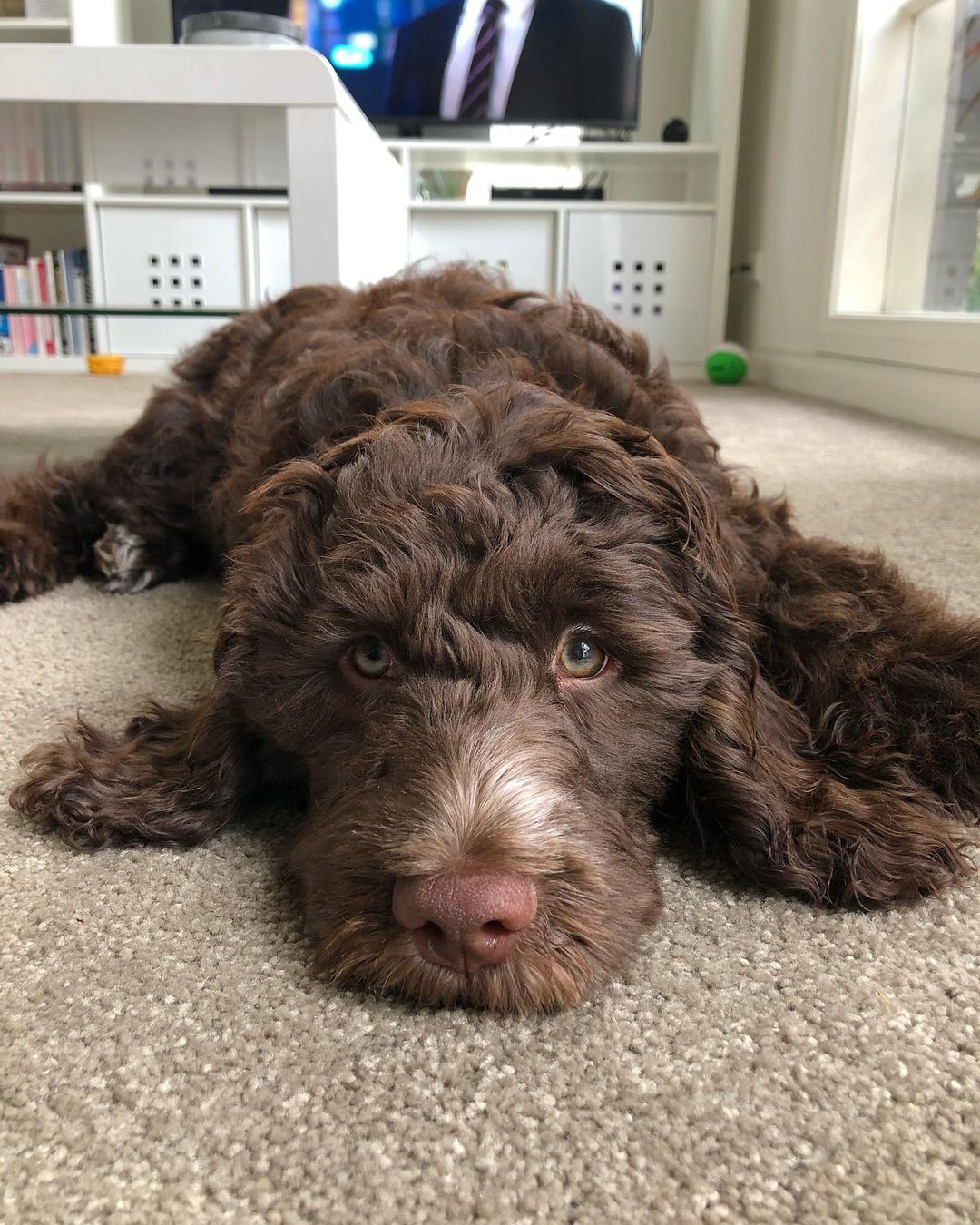 Springerdoodle: Springer Spaniel & Poodle. | The Dogman
