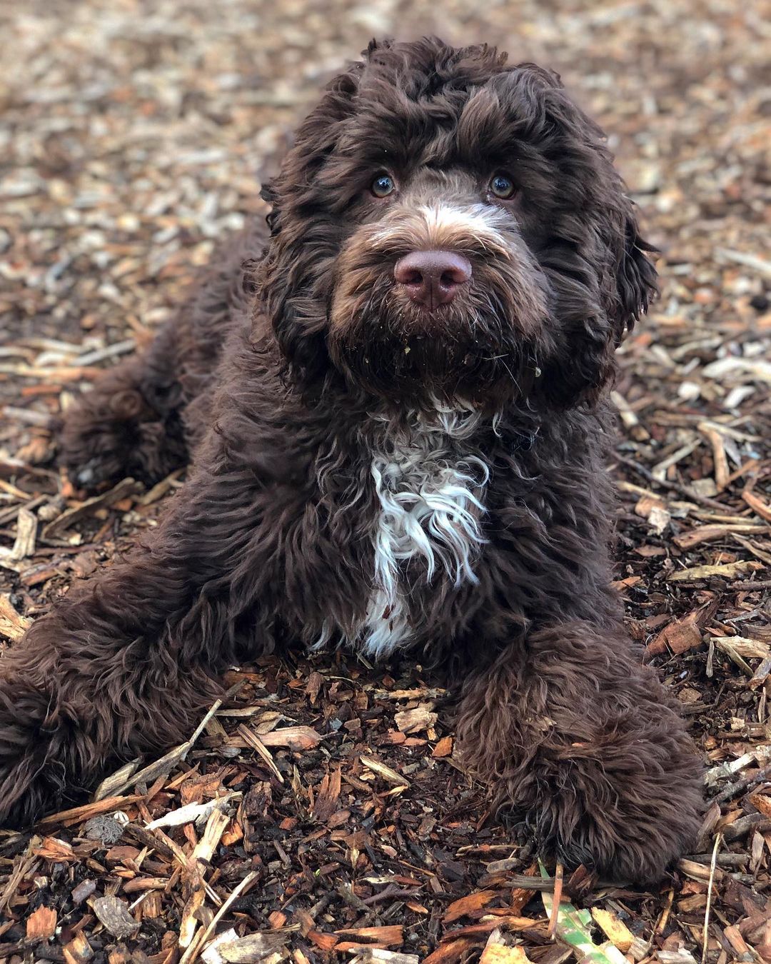 Springerdoodle: Springer Spaniel & Poodle. | The Dogman
