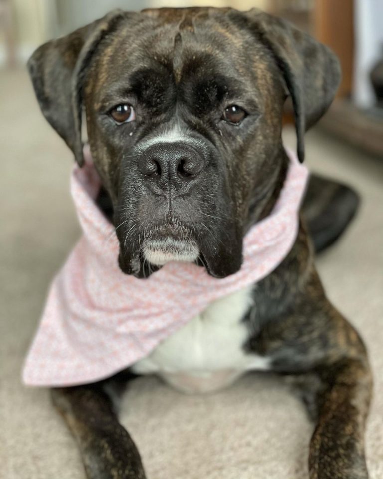 Valley Bulldog: Boxer & English Bulldog - The Dogman
