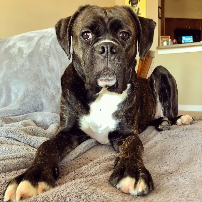 Valley Bulldog: Boxer & English Bulldog - The Dogman