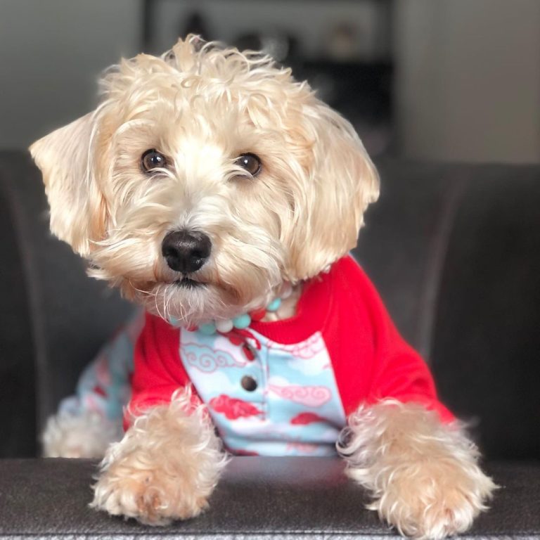 Westiepoo: West Highland White Terrier & Poodle - The Dogman