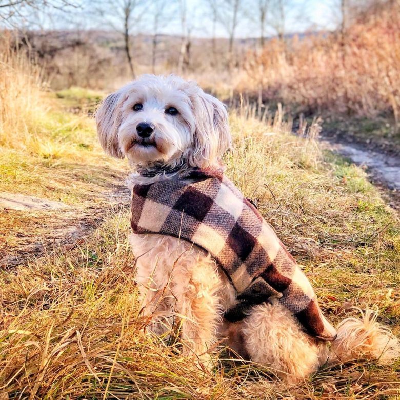 Westiepoo: West Highland White Terrier & Poodle - The Dogman