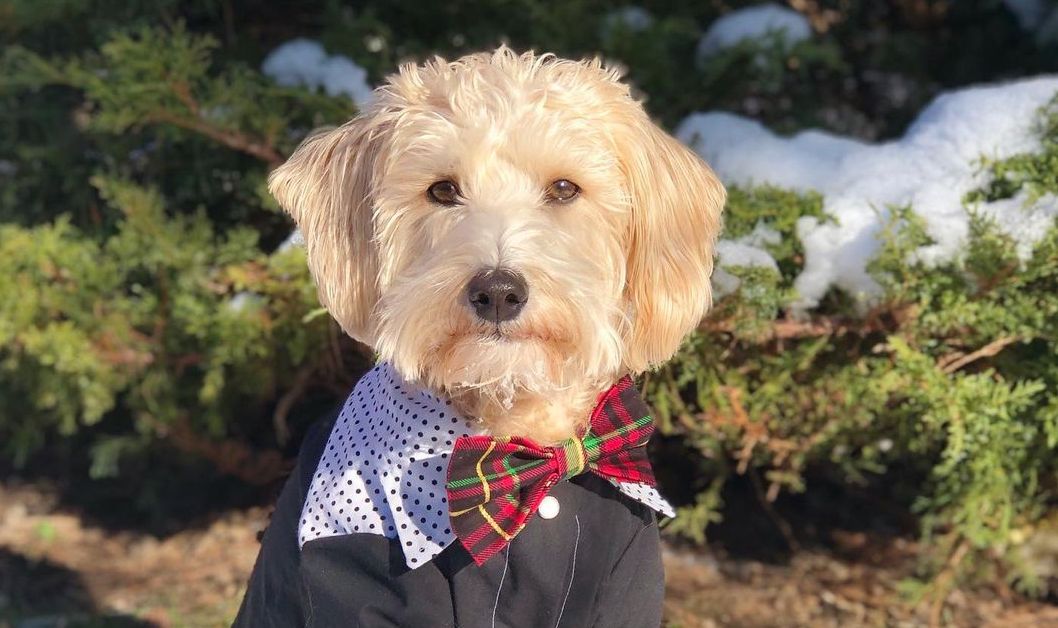 Westiepoo: West Highland White Terrier & Poodle - The Dogman