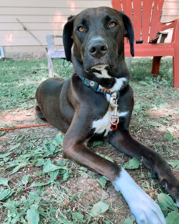 Labradane: Labrador Retriever & Great Dane - The Dogman