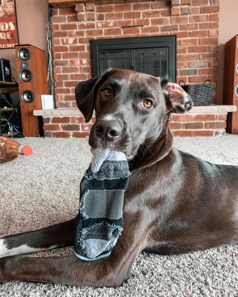 Labradane: Labrador Retriever & Great Dane - The Dogman