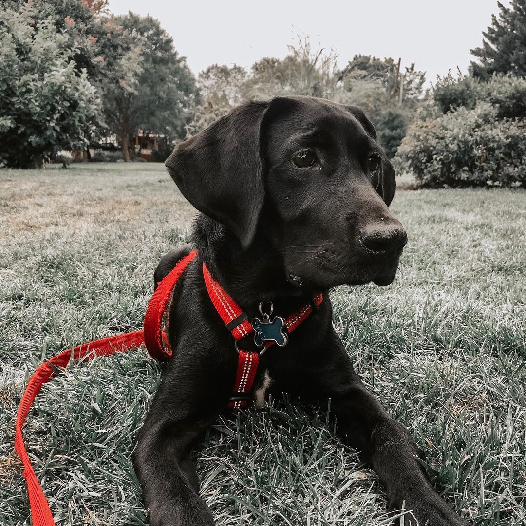 Labradane: Labrador Retriever & Great Dane - The Dogman