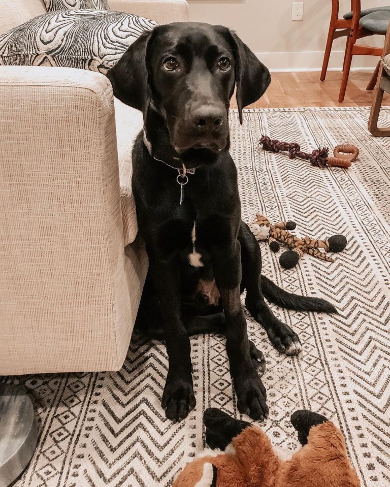 Labradane: Labrador Retriever & Great Dane - The Dogman