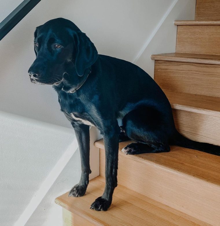 Labradane: Labrador Retriever & Great Dane - The Dogman