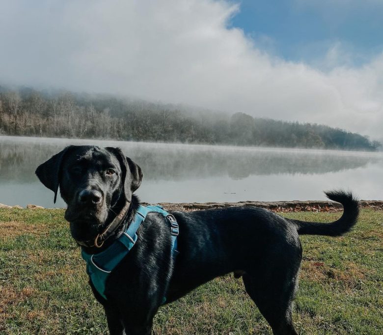 Labradane: Labrador Retriever & Great Dane - The Dogman