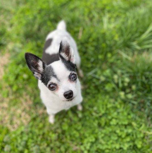 Chibo Terrier: Chihuahua & Boston Terrier - The Dogman