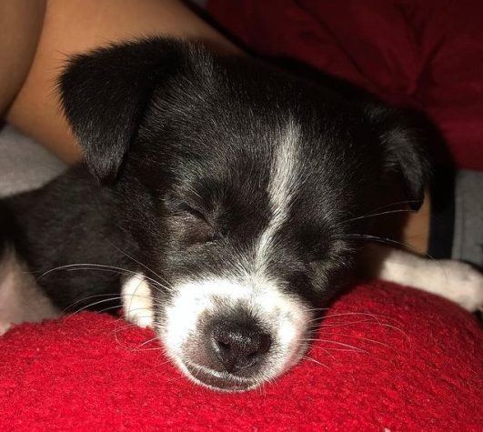 Chibo Terrier: Chihuahua & Boston Terrier - The Dogman