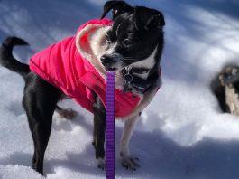 Chibo Terrier: Chihuahua & Boston Terrier - The Dogman