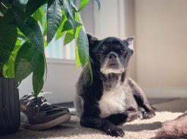 Chibo Terrier: Chihuahua & Boston Terrier - The Dogman