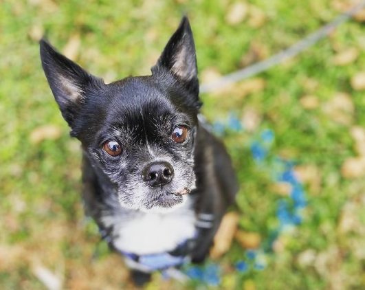 Chibo Terrier: Chihuahua & Boston Terrier - The Dogman