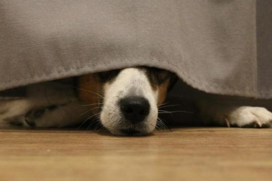 Dog Hiding: Why They Do It - The Dogman