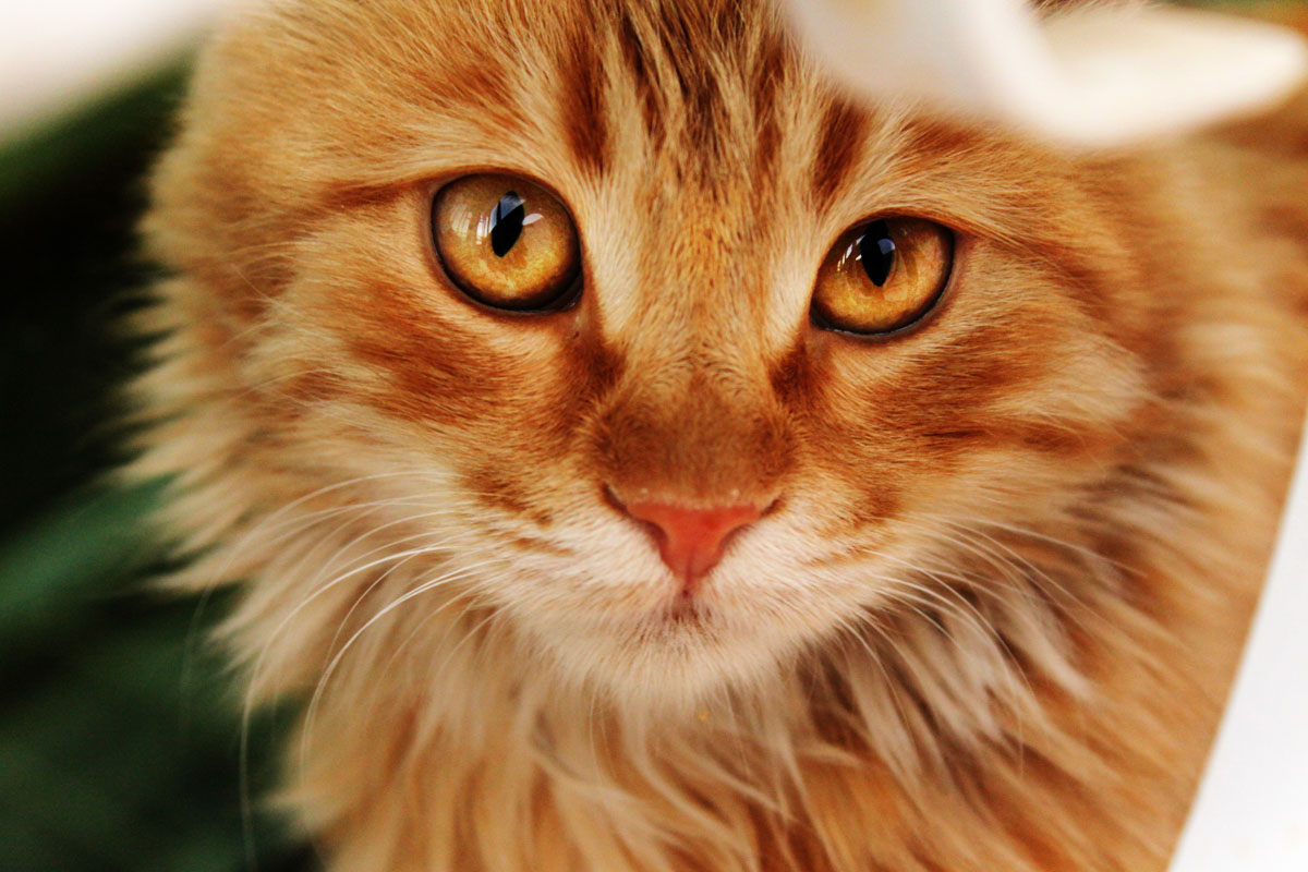 The Most Beautiful Female Cat Names - The Dogman