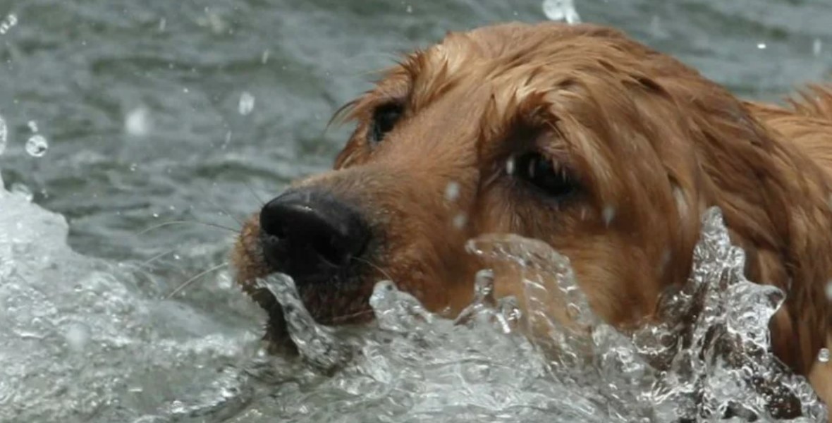 How to Help a Drowning Dog? - The Dogman