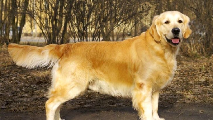 90+ Wonderful Female Golden Retriever Names - The Dogman