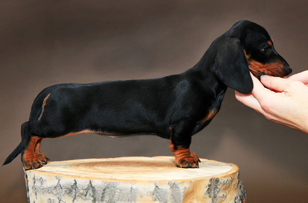 Herniated Disc in Dogs - The Dogman