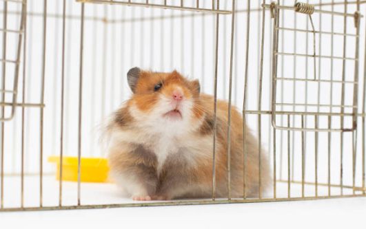 Keeping Hamsters as Pets: The 5 Most Popular Hamster Breeds - The Dogman